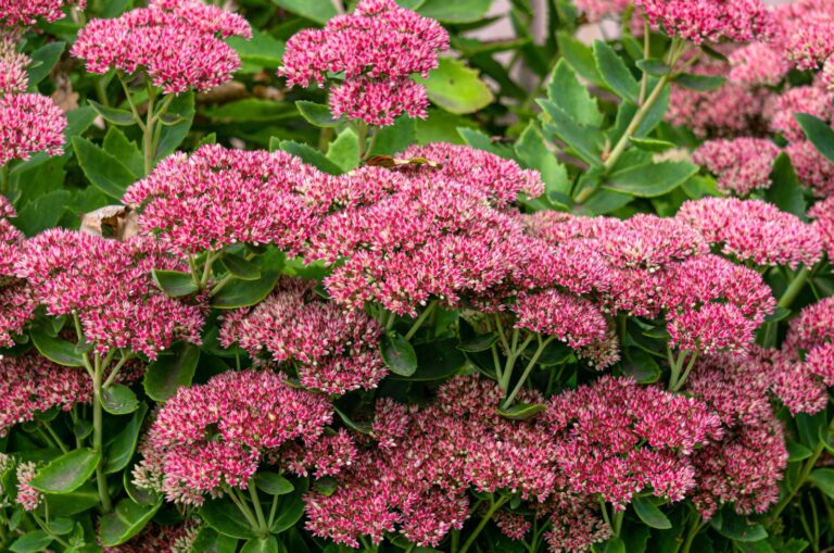 20 Captivating Filler Plants That Will Make Your Garden Look Complete