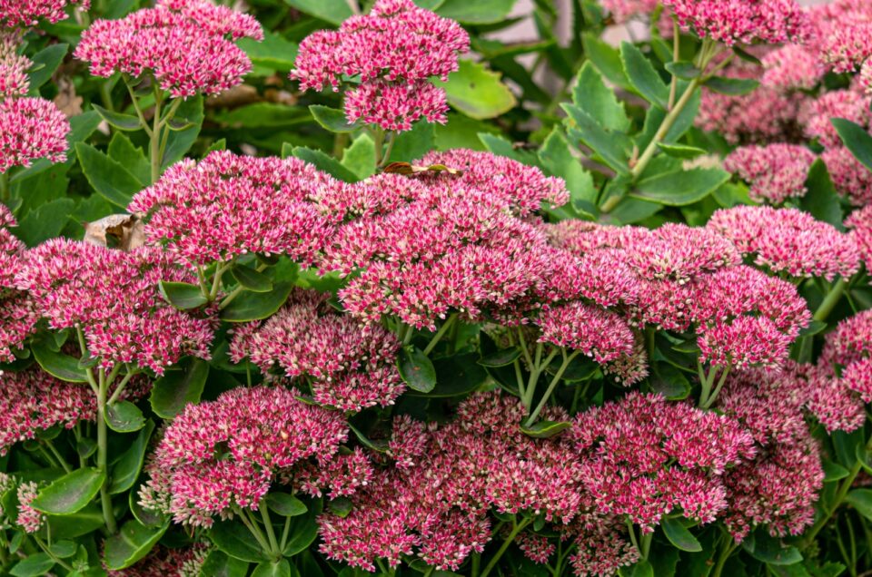 20 Captivating Filler Plants That Will Make Your Garden Look Complete