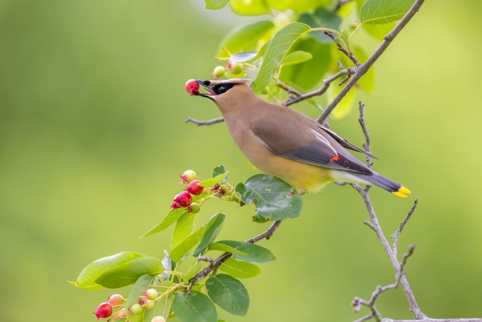11 Fruit And Berry Trees Birds Can’t Resist For Your Garden