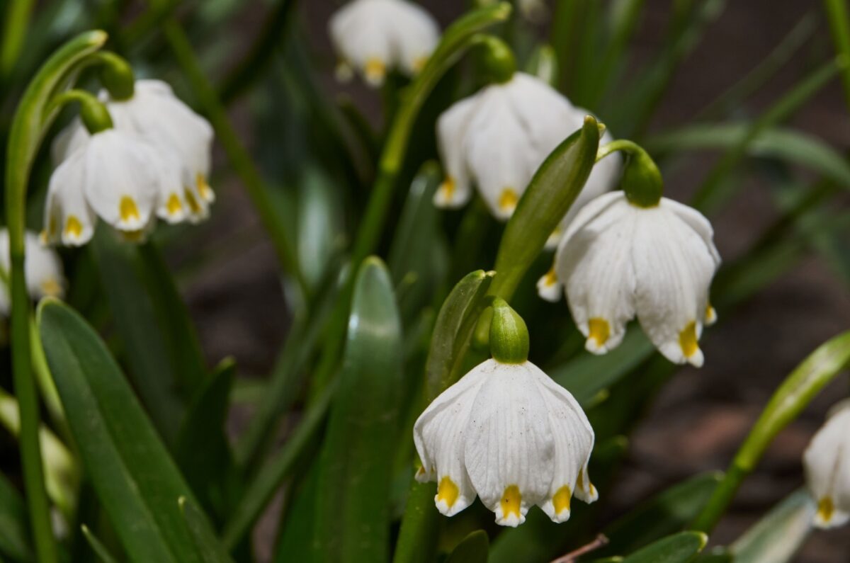 15 Frost-Resistant Flowers That Will Keep Your Garden Blooming All Winter