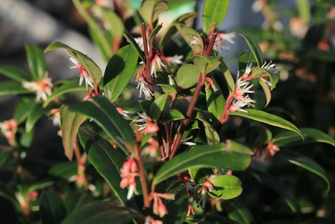 17 Shade Tolerant Evergreen Trees And Shrubs