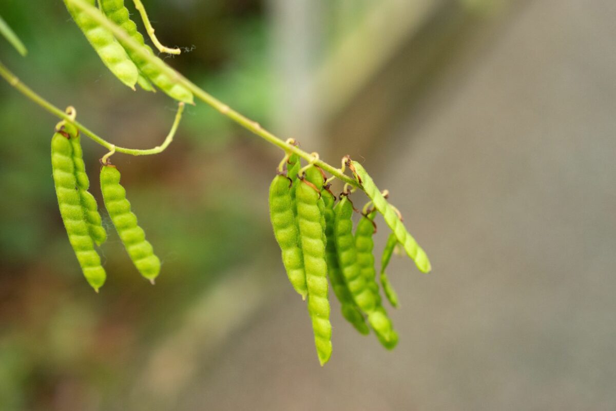20 Unique Plants That Mimic Animal Behaviors