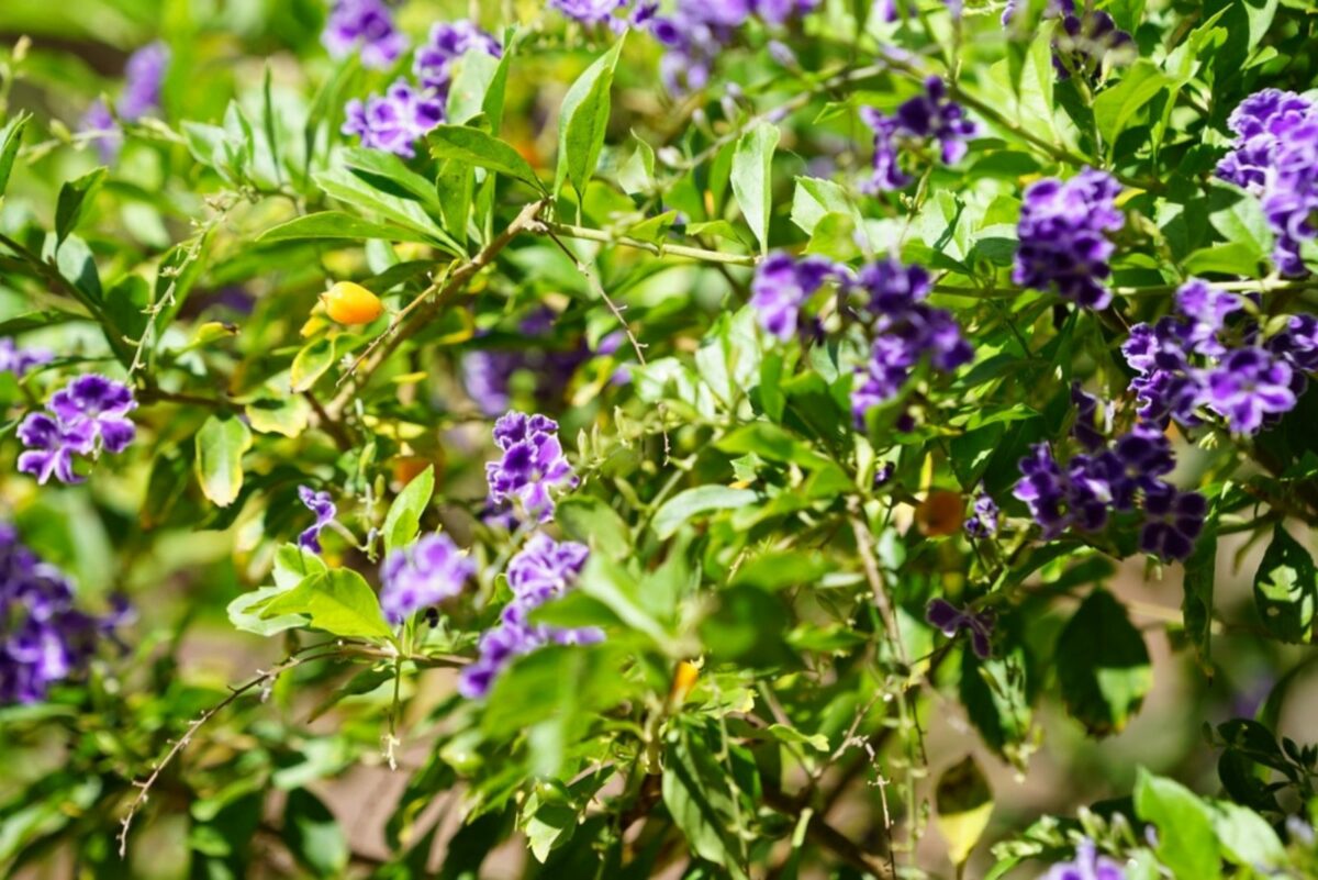 The Best Purple Flowering Tree To Attract Monarch Butterflies To Your ...