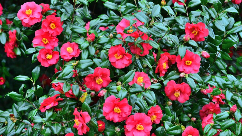This Lovely Perennial Shrub Thrives In Partial Shade And Blooms Year ...
