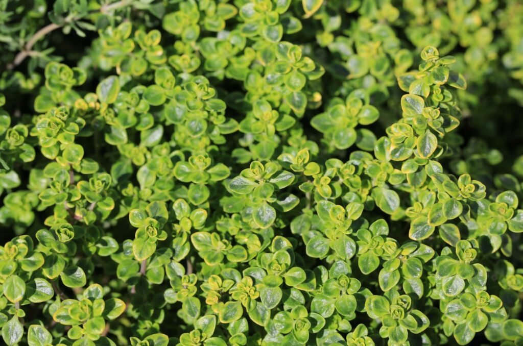 20 Captivating Filler Plants That Will Make Your Garden Look Complete