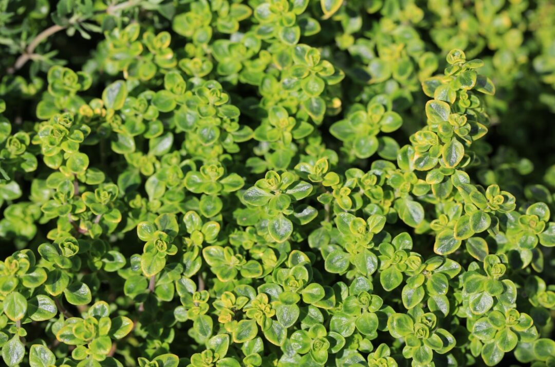 20 Captivating Filler Plants That Will Make Your Garden Look Complete