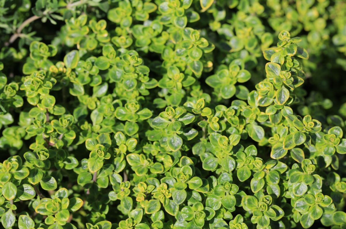 20 Captivating Filler Plants That Will Make Your Garden Look Complete
