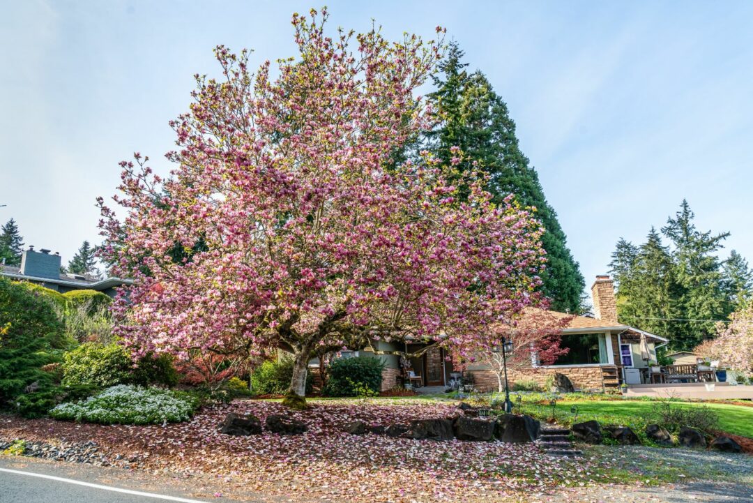 20 Gorgeous Pink Flowering Trees Every Garden Needs