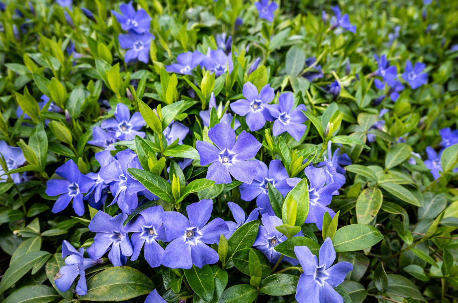 10 Low Maintenance Ground Cover Plants For Your Sloped Landscape 10 Low Maintenance Ground Cover Plants For Your Sloped Landscape