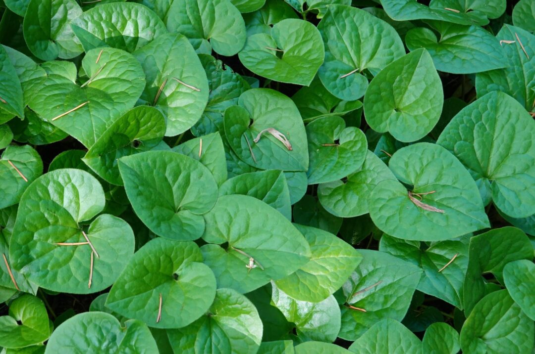 13 Common Ground Cover Growing Mistakes To Avoid