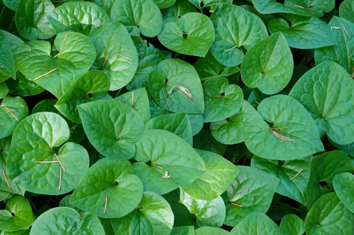 13 Common Ground Cover Growing Mistakes To Avoid