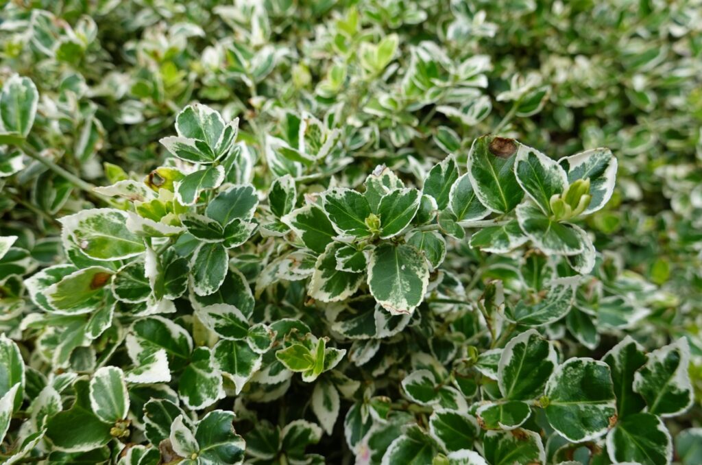 13 Low-Growing Shrubs For Borders That Will Instantly Beautify Your Garden