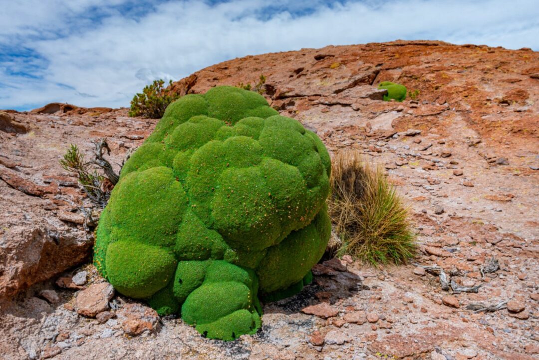 25 Rarest Plants In The World You Have To See To Believe