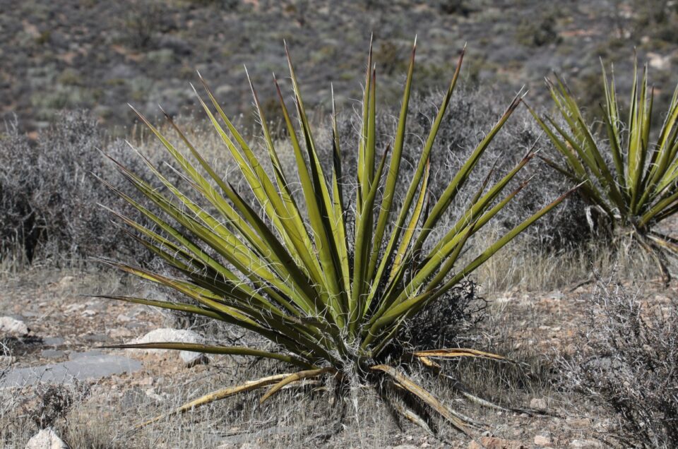 13 Native Plants That Are Important To American Culture