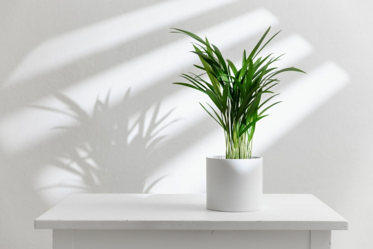 13 Uplifting Plants That Bring Positive Energy To Your Home