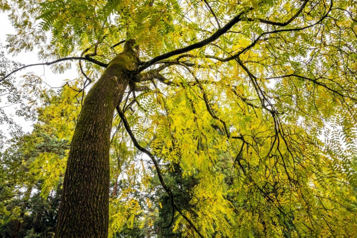 16 Resilient Trees That Thrive In Any Soil Or Climate