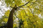 16 Resilient Trees That Thrive In Any Soil Or Climate