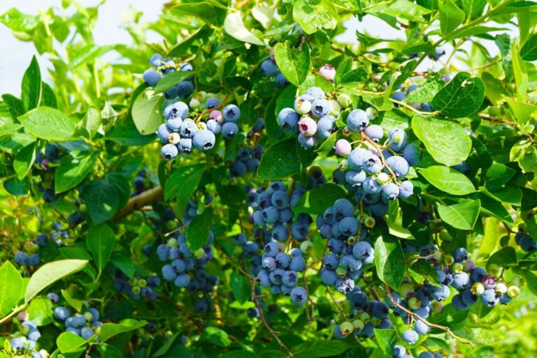 11 Blueberry Varieties That Will Thrive In Your Garden And Keep Your ...