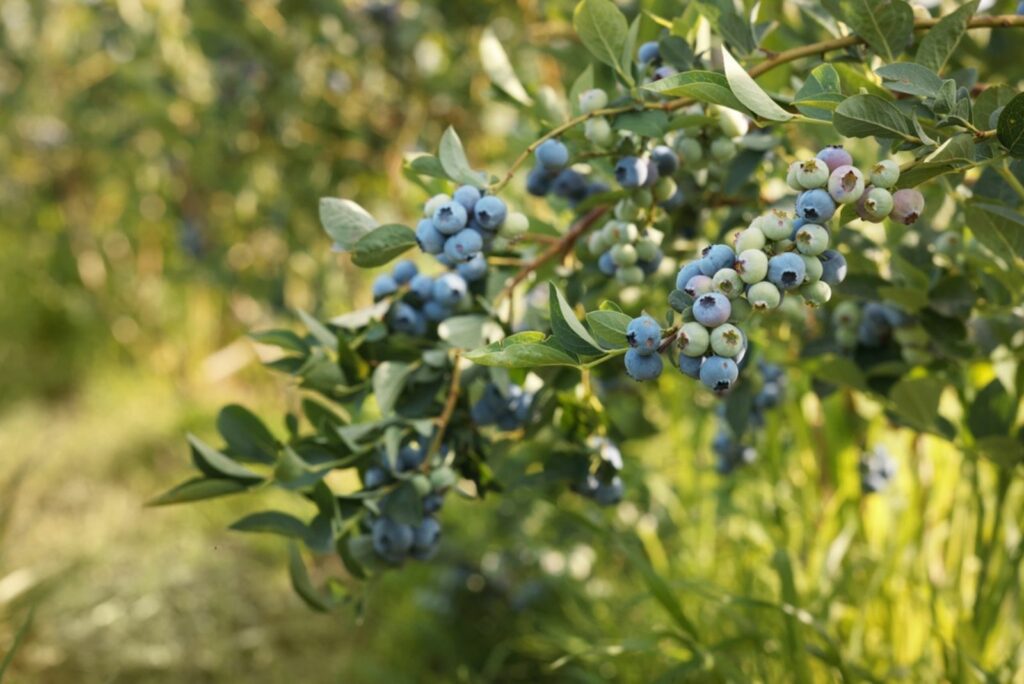 11 Blueberry Varieties That Will Thrive In Your Garden And Keep Your ...