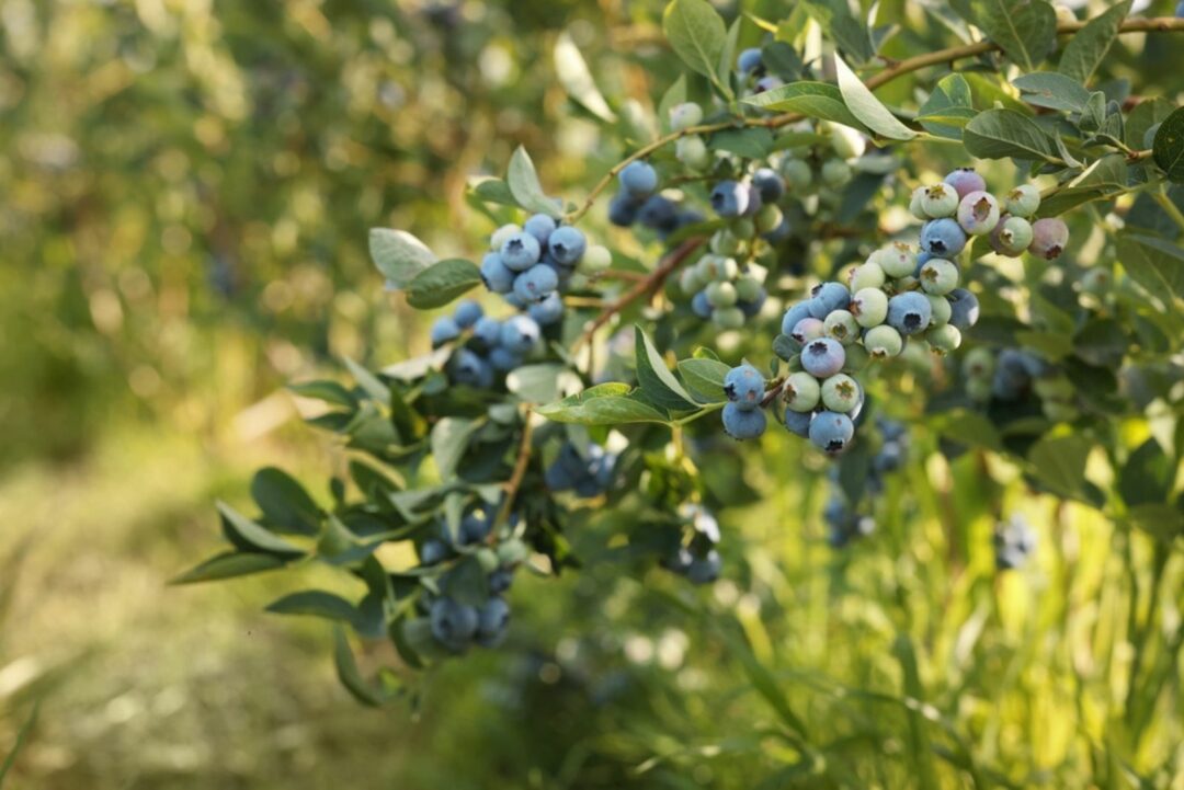 11 Blueberry Varieties That Will Thrive In Your Garden And Keep Your ...