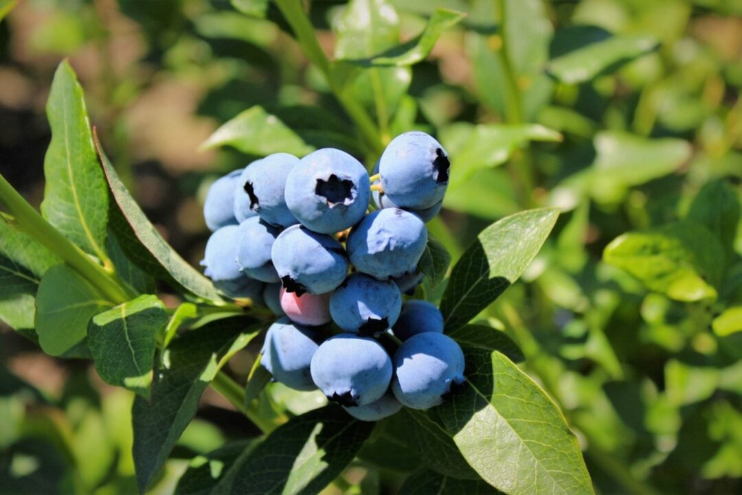 11 Blueberry Varieties That Will Thrive In Your Garden And Keep Your ...