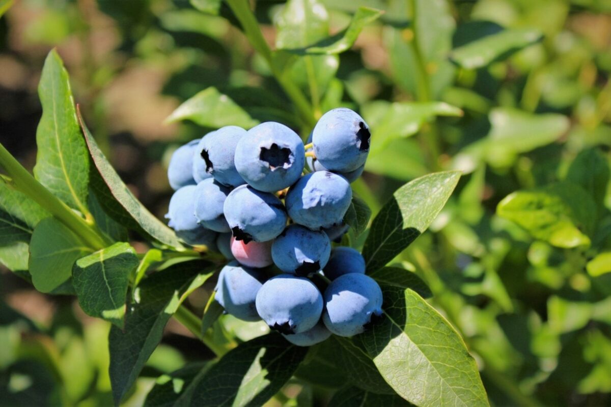 11 Blueberry Varieties That Will Thrive In Your Garden And Keep Your ...