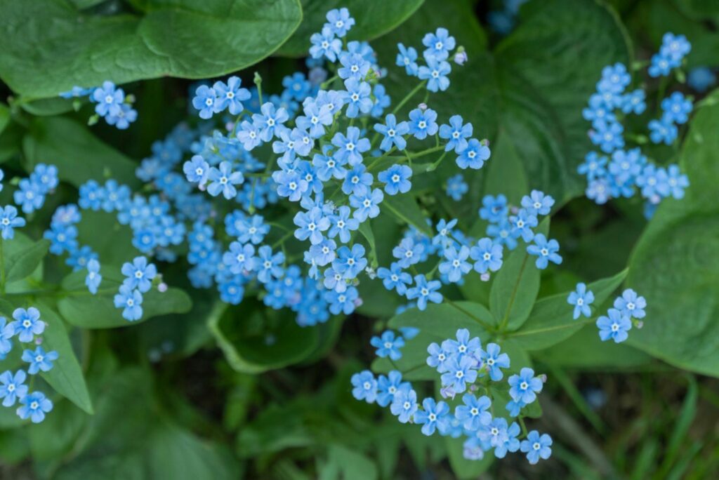 15 Stunning Blue Perennials That Will Make Your Garden Stand Out