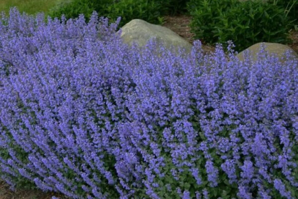 Grow This Stunning Lavender-Blue Plant If You Want More Hummingbirds In ...