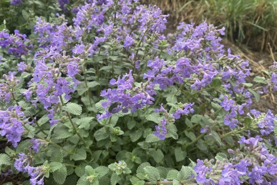 Grow This Stunning Lavender-Blue Plant If You Want More Hummingbirds In ...