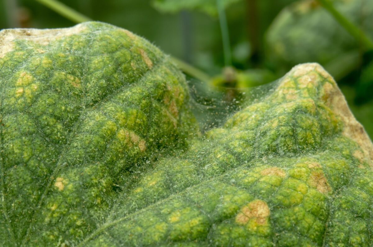 How To Eradicate Spider Mites Before They Ruin Your Cucumber Harvest