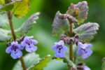 11 Invasive Plants That Can Destroy Your Yard And Are Hard To Remove