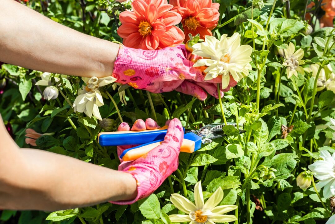 4 Best Ways To Propagate Dahlias For Lush, Vibrant Blooms All Season