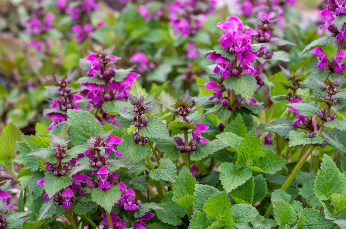 16 Captivating Shade-Loving Ground Covers For Every Garden