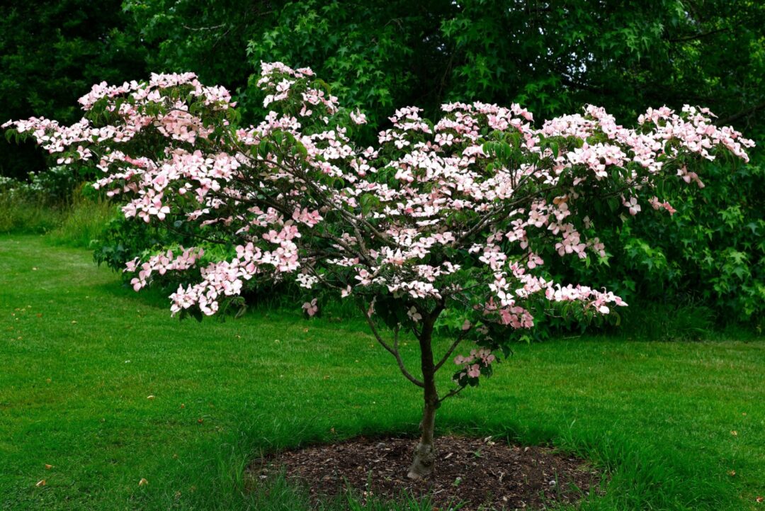 The Best Time Of Year To Plant A Dogwood Tree For Healthy Growth And ...
