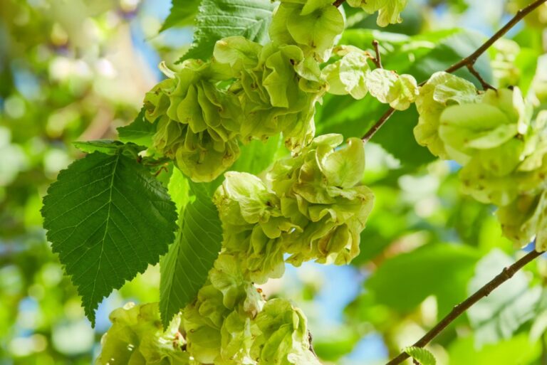 16 Resilient Trees That Thrive In Any Soil Or Climate