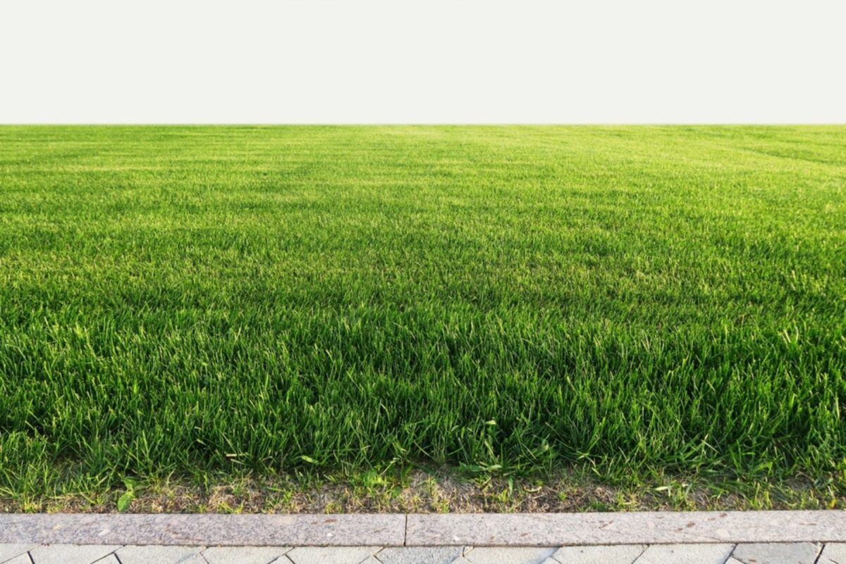 What’s The Best Height To Cut Grass For A Healthy, Polished Lawn