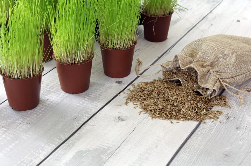 Why Covering Your Grass Seed With These Materials Is Key To A Lush Lawn