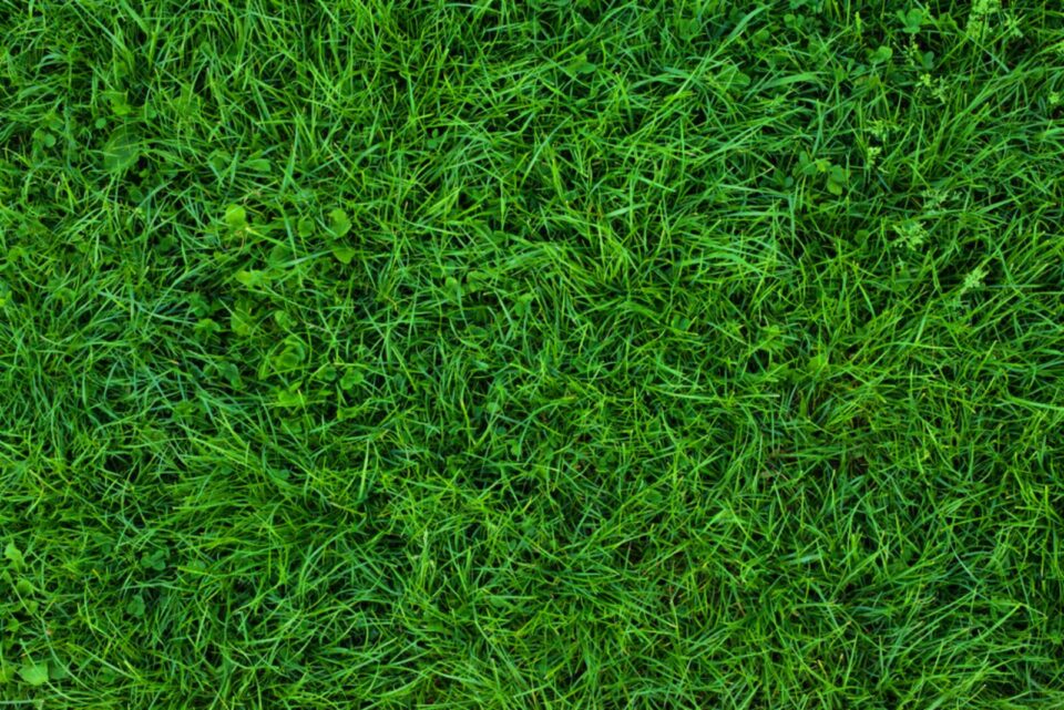 What’s The Best Height To Cut Grass For A Healthy, Polished Lawn