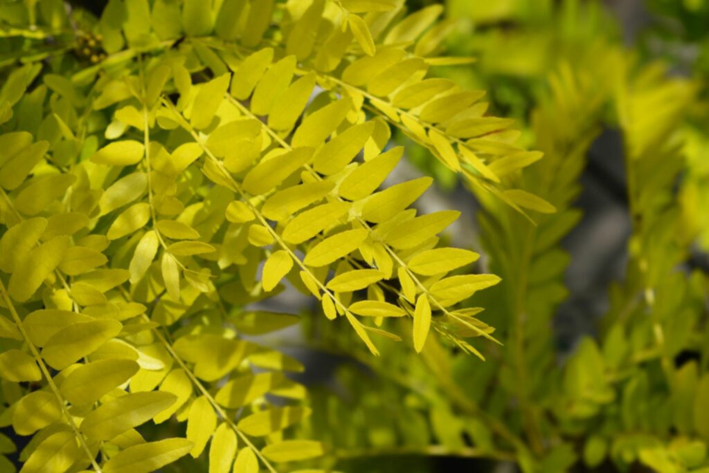 16 Resilient Trees That Thrive In Any Soil Or Climate