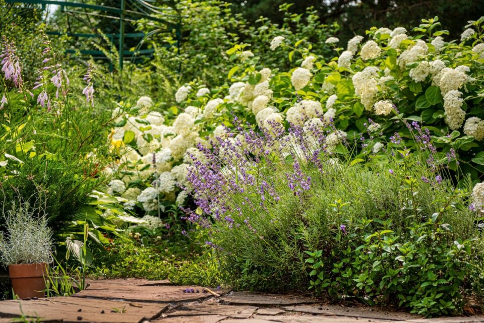 Are Hydrangeas Deer-Resistant? 8 Proven Tips To Keep Deer Away From ...