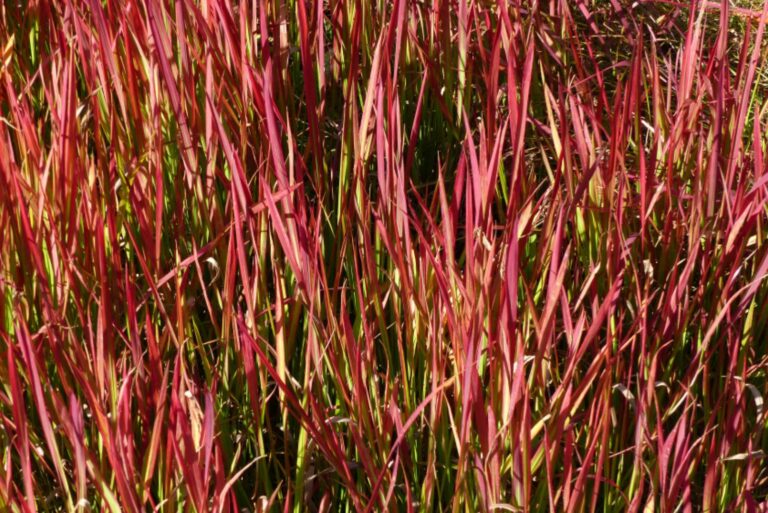 11 Red Shade Perennials Perfect For Brightening Up Low-Light Gardens