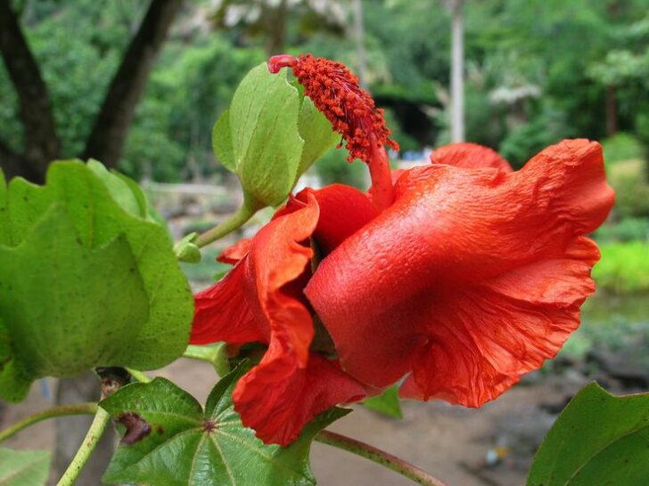 25 Rarest Plants In The World You Have To See To Believe