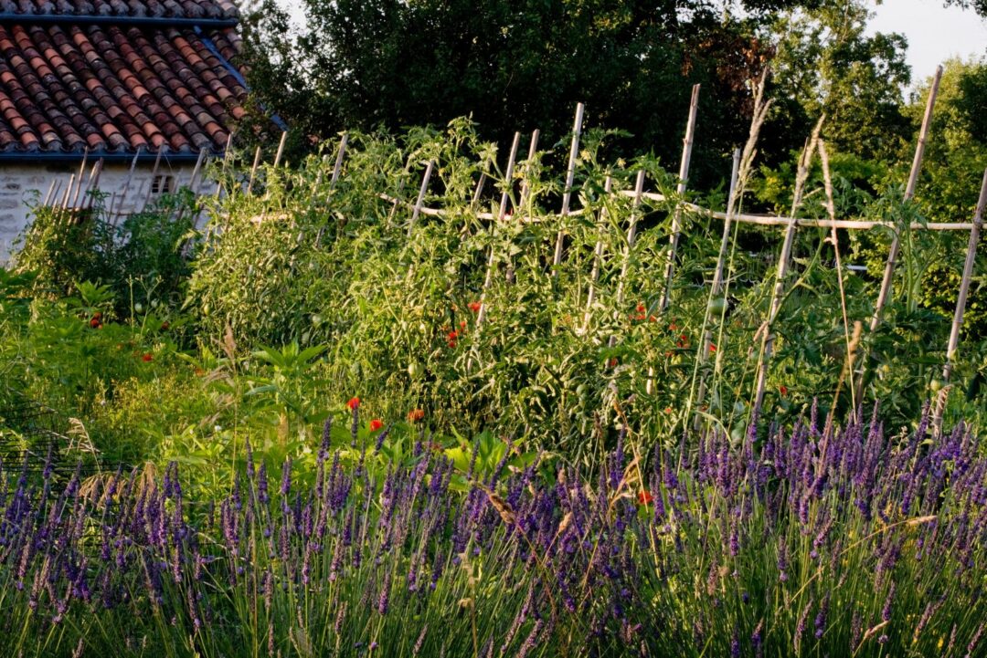16 Brilliant Ideas For Landscaping With Lavender For A Dreamy Garden