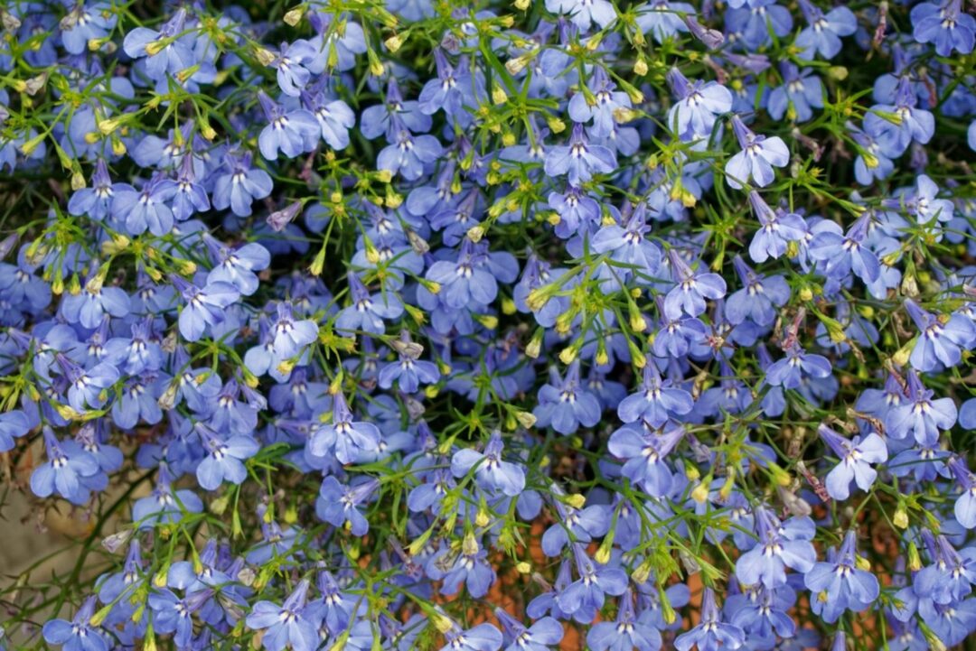 10 Unique Bell-Shaped Flowers That Will Make Your Garden Stand Out