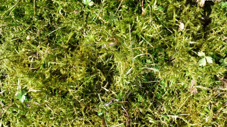 7 Sustainable Alternatives To Grass Lawns For Colorful Yards