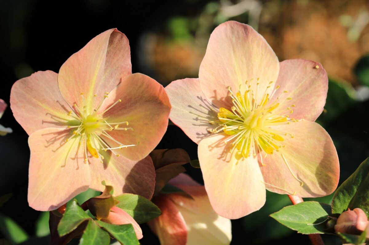 14 Spectacular Orange Perennials Ideal For Shaded Gardens