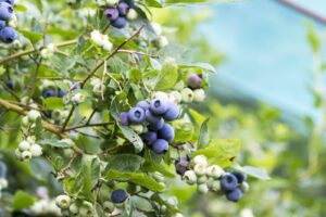 11 Blueberry Varieties That Will Thrive In Your Garden And Keep Your ...