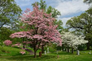 20 Gorgeous Pink Flowering Trees Every Garden Needs
