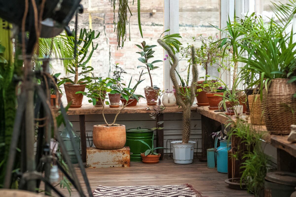 9 Must-Know Tips To Overwinter Your Potted Plants This Season