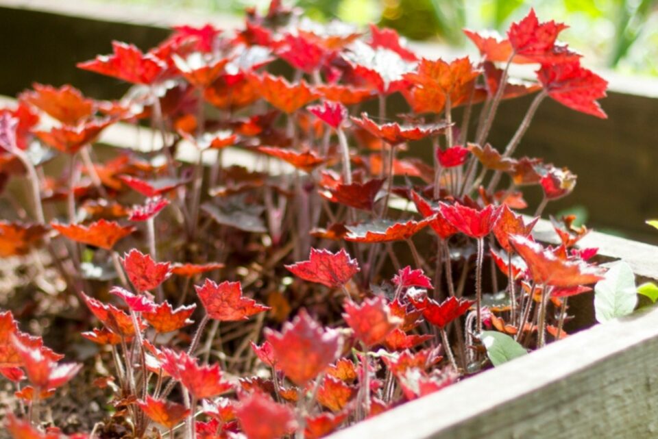 11 Red Shade Perennials Perfect For Brightening Up Low-Light Gardens